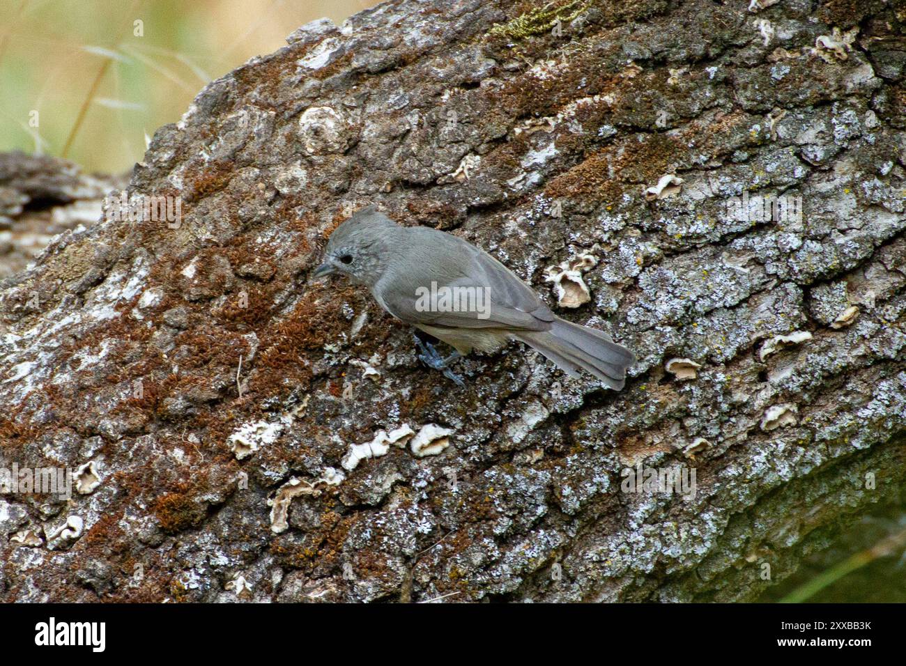 Oak Titmouse (Baeolophus inornatus) Aves Stock Photo - Alamy