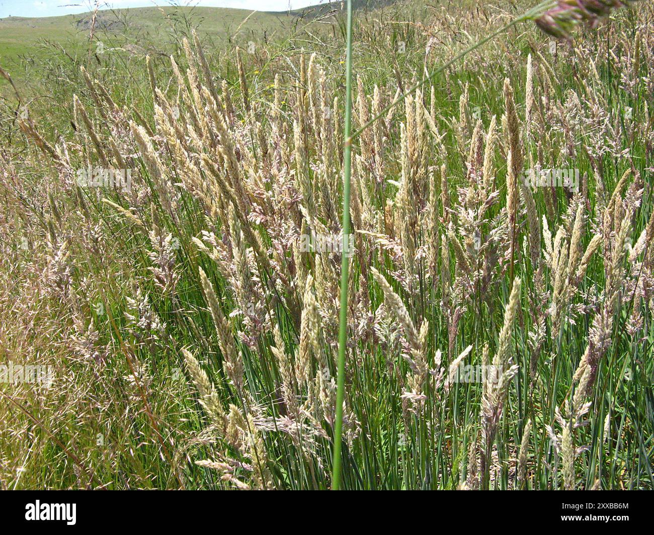 grasses (Poaceae) Plantae Stock Photo - Alamy
