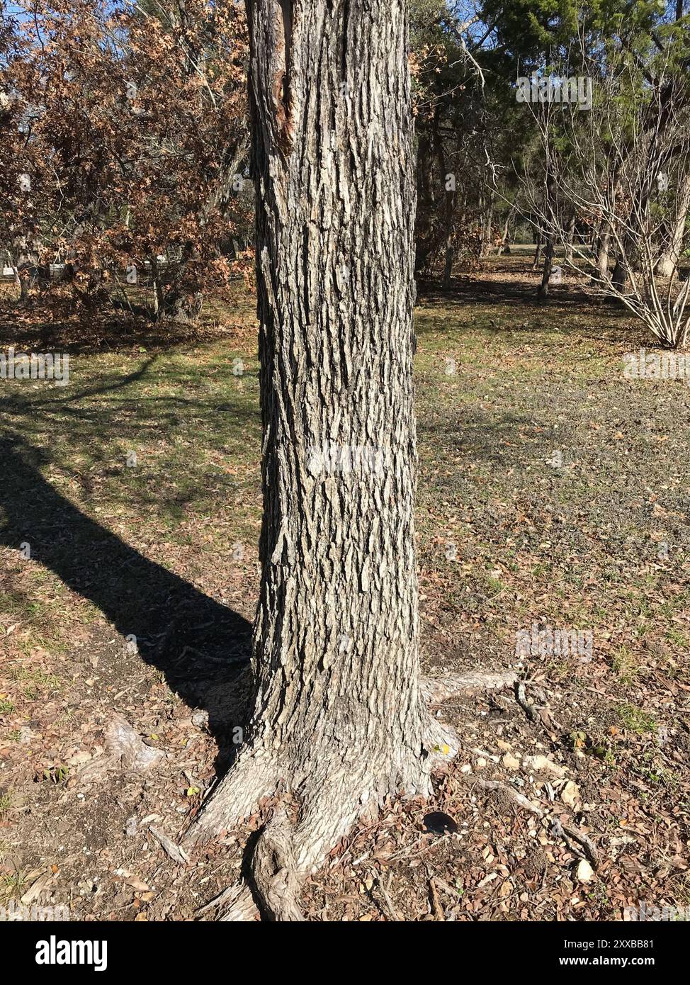 Cedar Elm (Ulmus crassifolia) Plantae Stock Photo - Alamy
