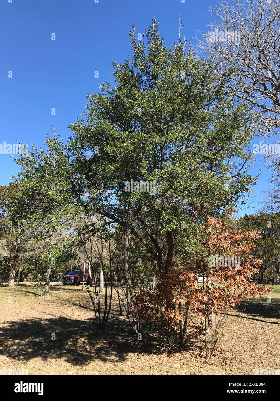 Texas live oak (Quercus fusiformis) Plantae Stock Photo - Alamy