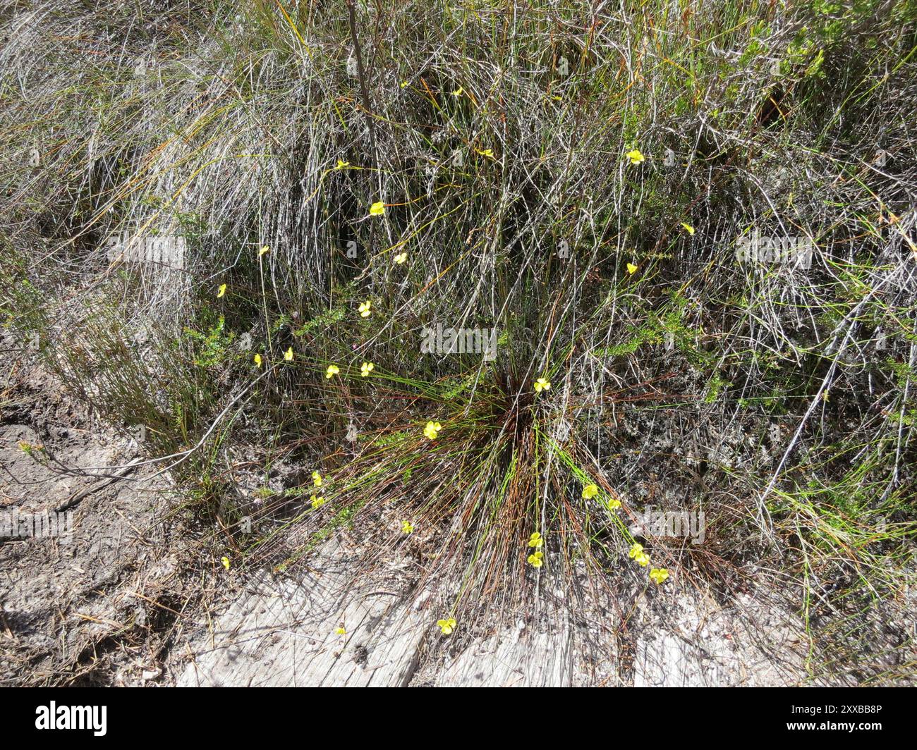 yellow-eyed grasses (Xyris) Plantae Stock Photo - Alamy