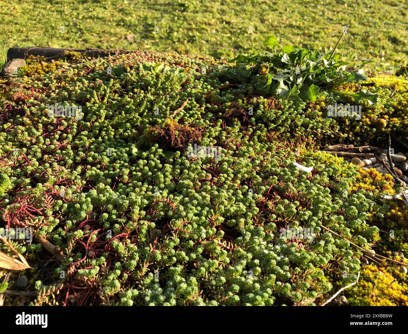 Section Sedum (Sedum) Plantae Stock Photo - Alamy