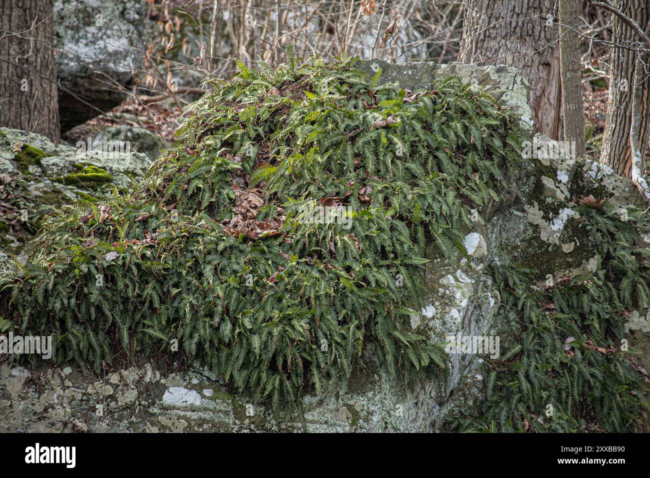rock polypody (Polypodium virginianum) Plantae Stock Photo - Alamy