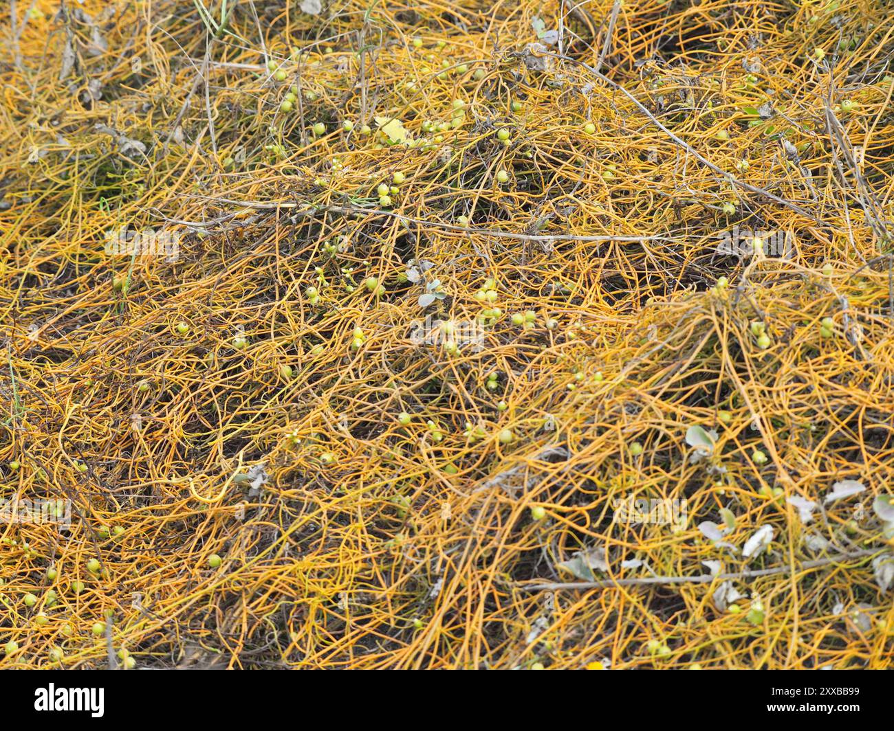 laurel dodder (Cassytha filiformis) Plantae Stock Photo - Alamy