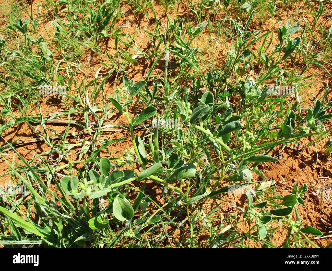 Sticky Lizardfoot (Limeum viscosum) Plantae Stock Photo - Alamy