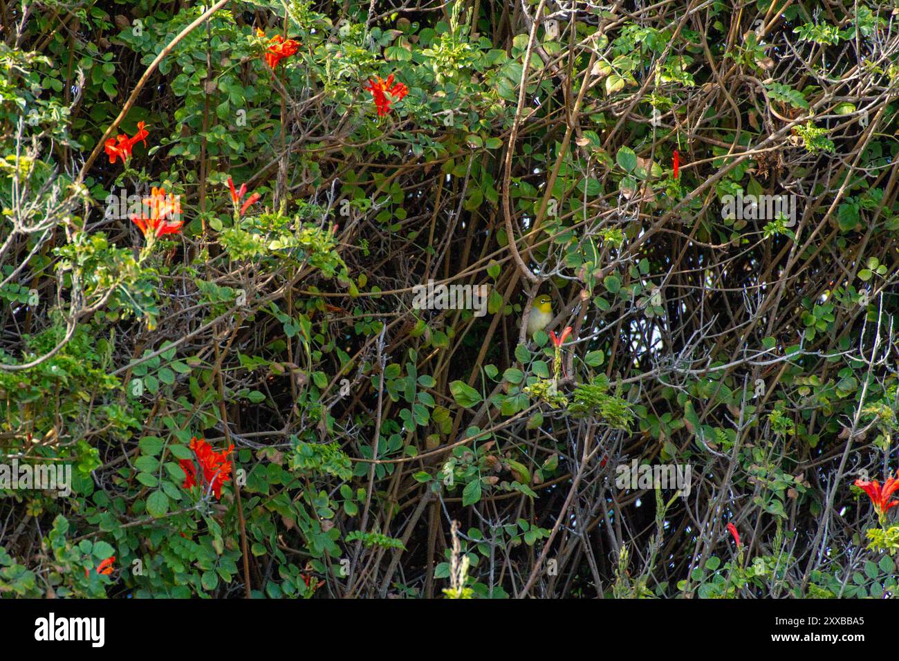 Swinhoe's White-eye (Zosterops simplex) Aves Stock Photo - Alamy