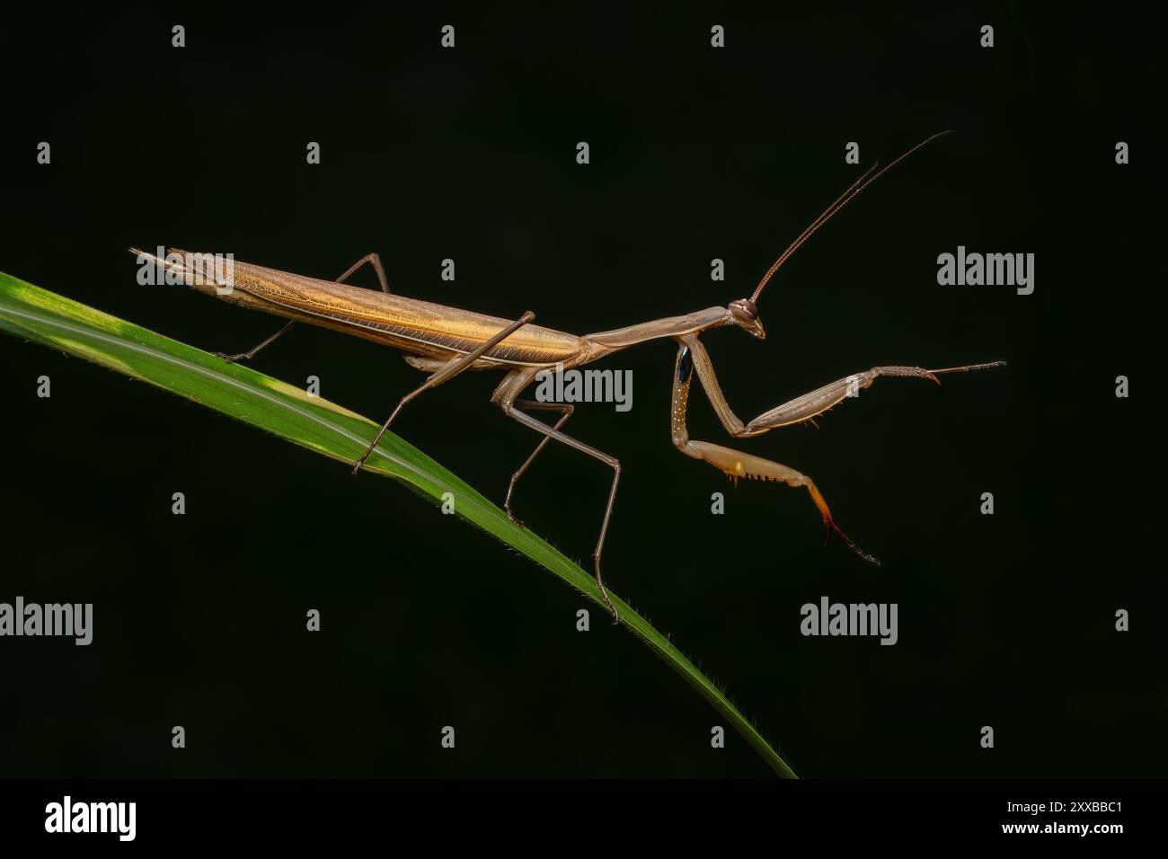 Religious Mantis - Mantis religiosa, popular unique large insect from ...