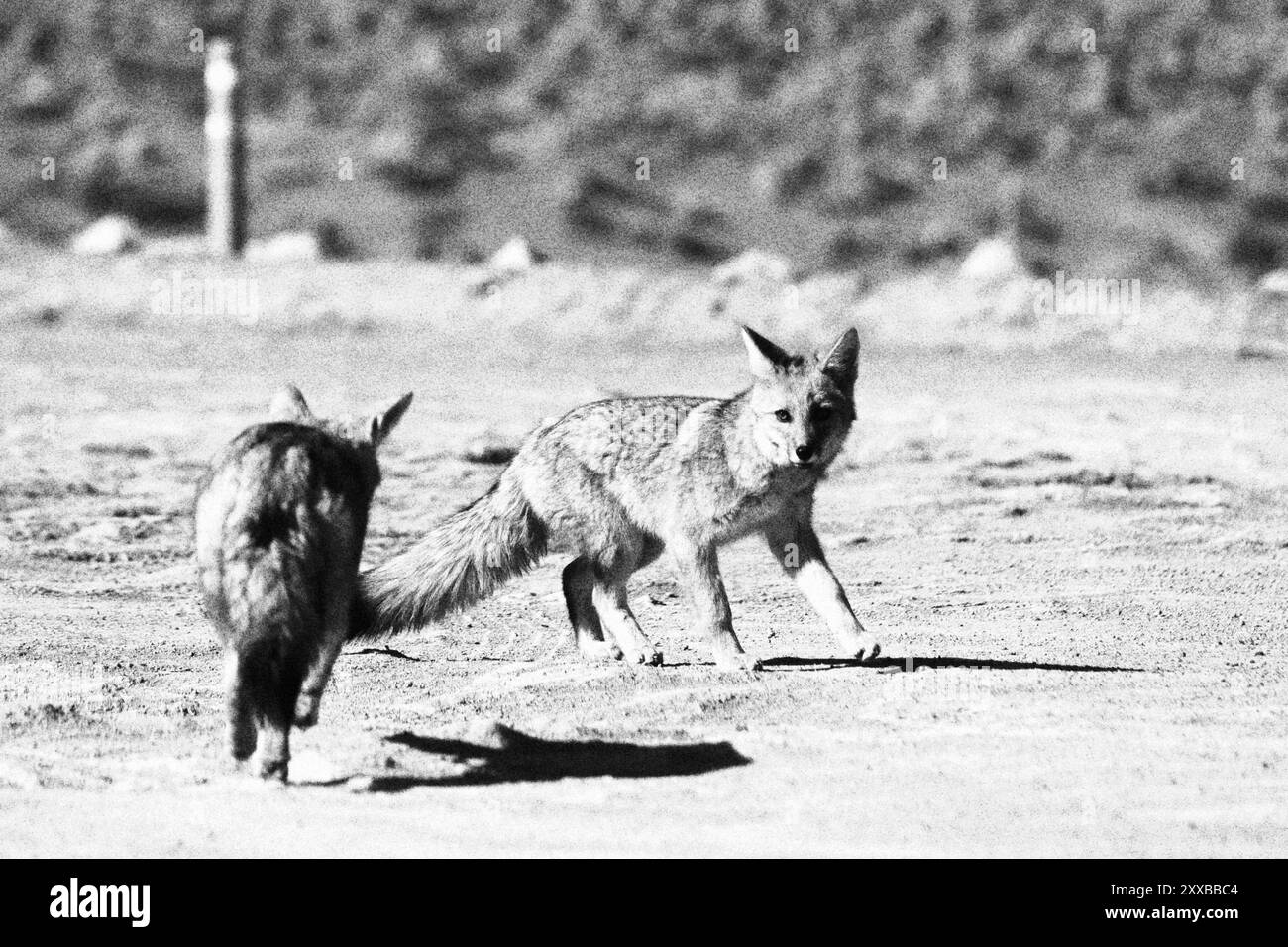 Foxes in Atacama Stock Photo - Alamy