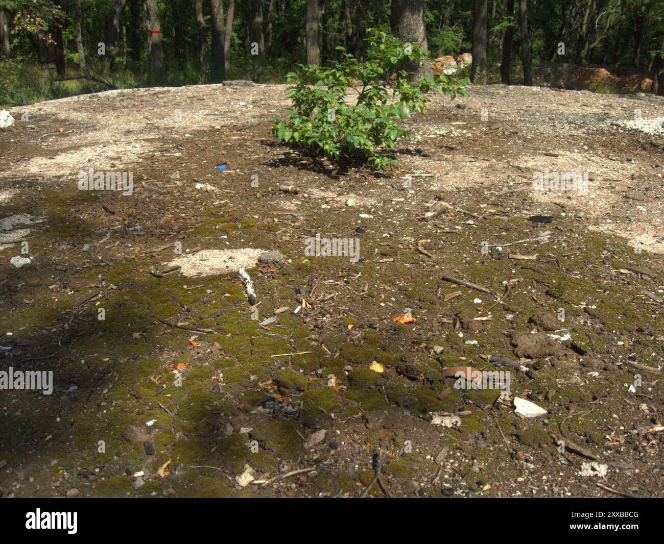 joint-toothed mosses (Bryopsida) Plantae Stock Photo - Alamy