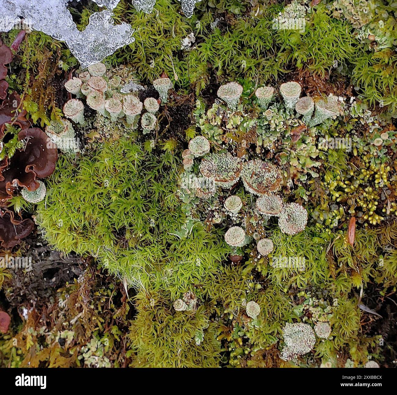 Mealy Pixie Cup (Cladonia chlorophaea) Fungi Stock Photo - Alamy