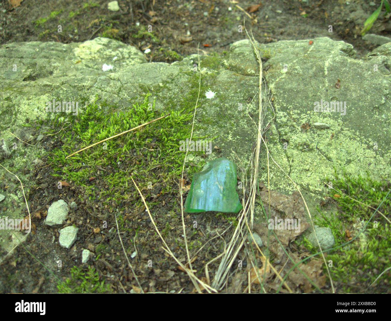 joint-toothed mosses (Bryopsida) Plantae Stock Photo - Alamy