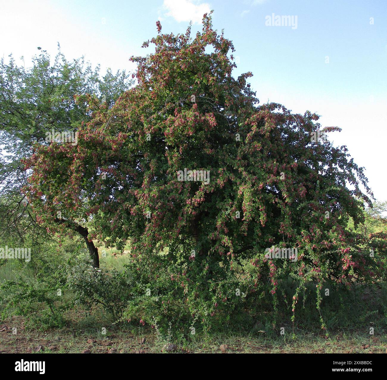 Purplepod clusterleaf (Terminalia prunioides) Plantae Stock Photo - Alamy