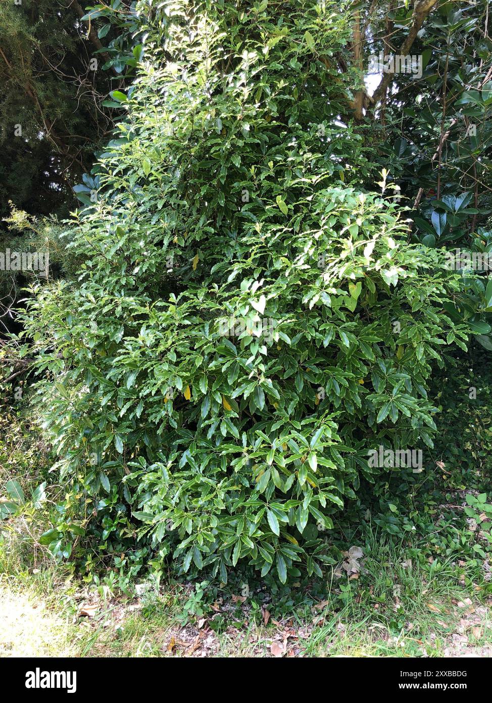 tarata (Pittosporum eugenioides) Plantae Stock Photo - Alamy