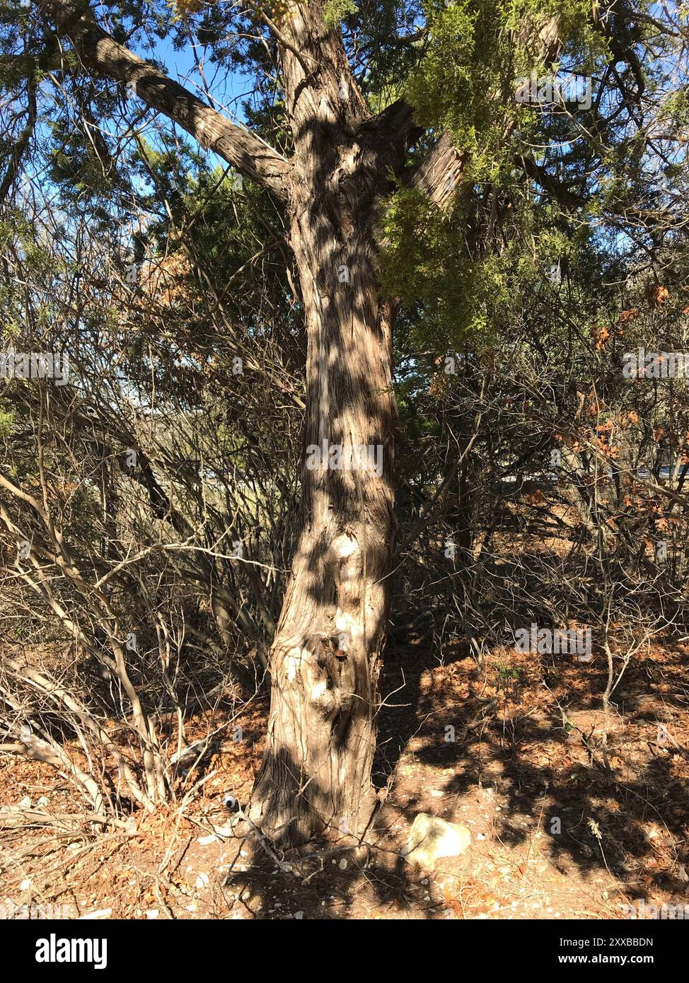 Ashe juniper (Juniperus ashei) Plantae Stock Photo - Alamy
