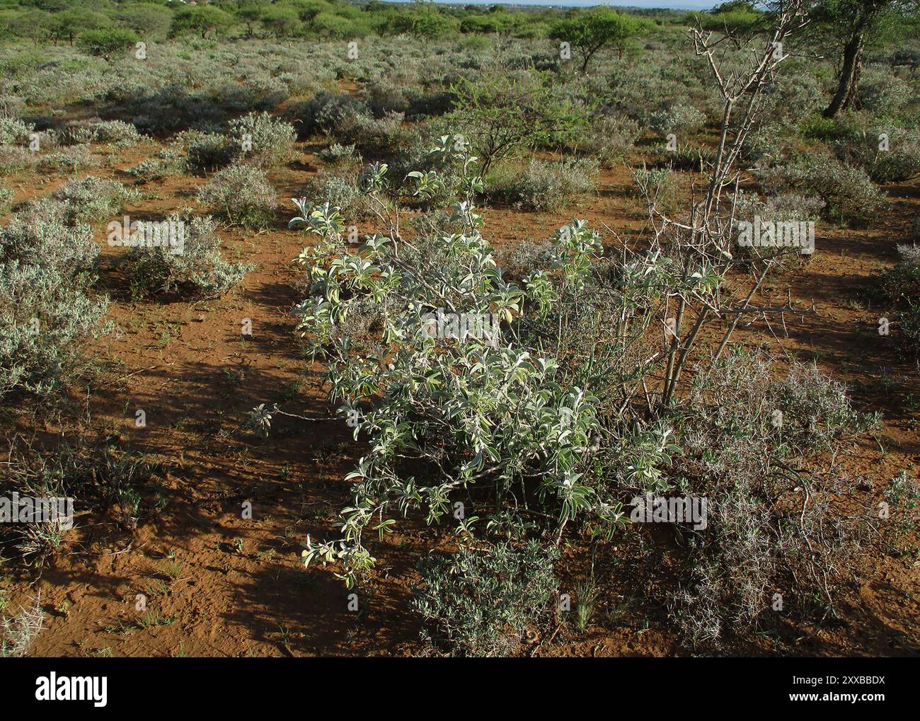 Kalahari Spiderlily (Ferraria glutinosa) Plantae Stock Photo - Alamy