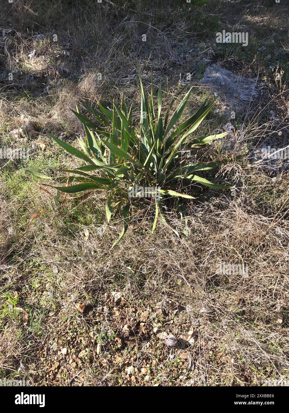 Twisted-leaf Yucca (Yucca rupicola) Plantae Stock Photo - Alamy