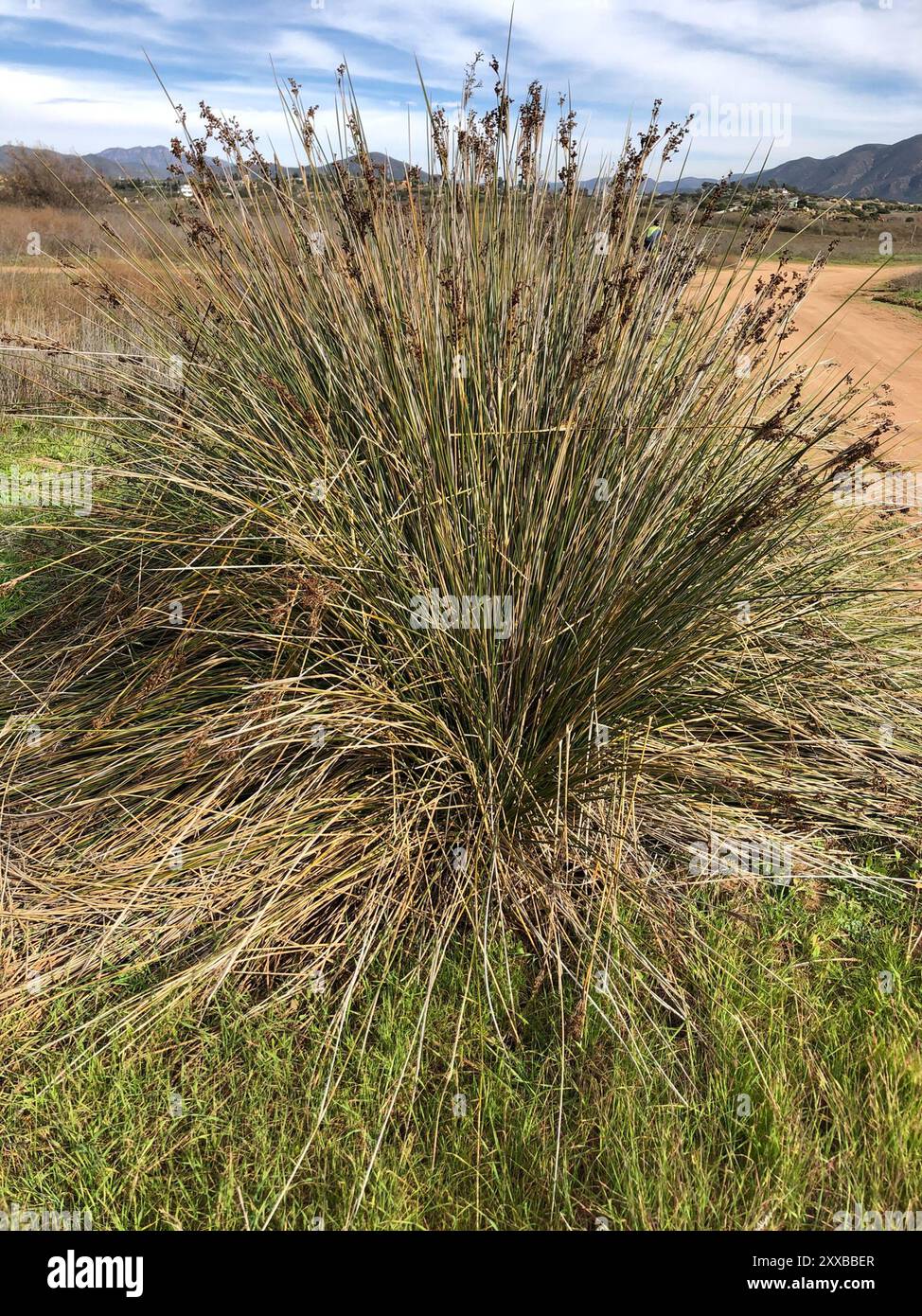 Southwestern Spiny Rush (Juncus acutus leopoldii) Plantae Stock Photo ...