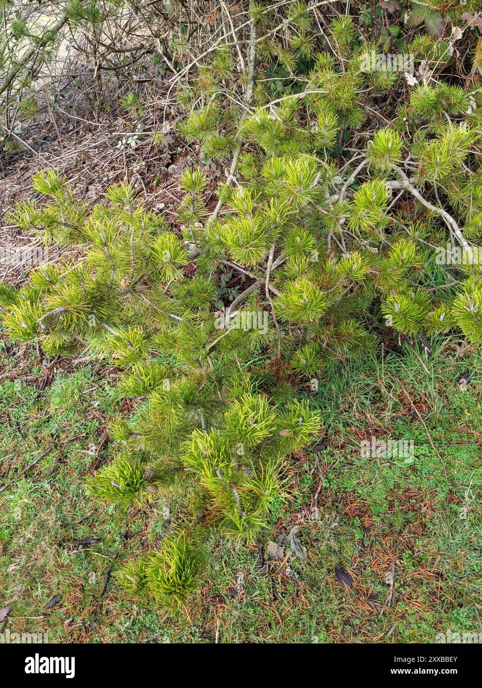 Shore Pine (Pinus contorta contorta) Plantae Stock Photo - Alamy