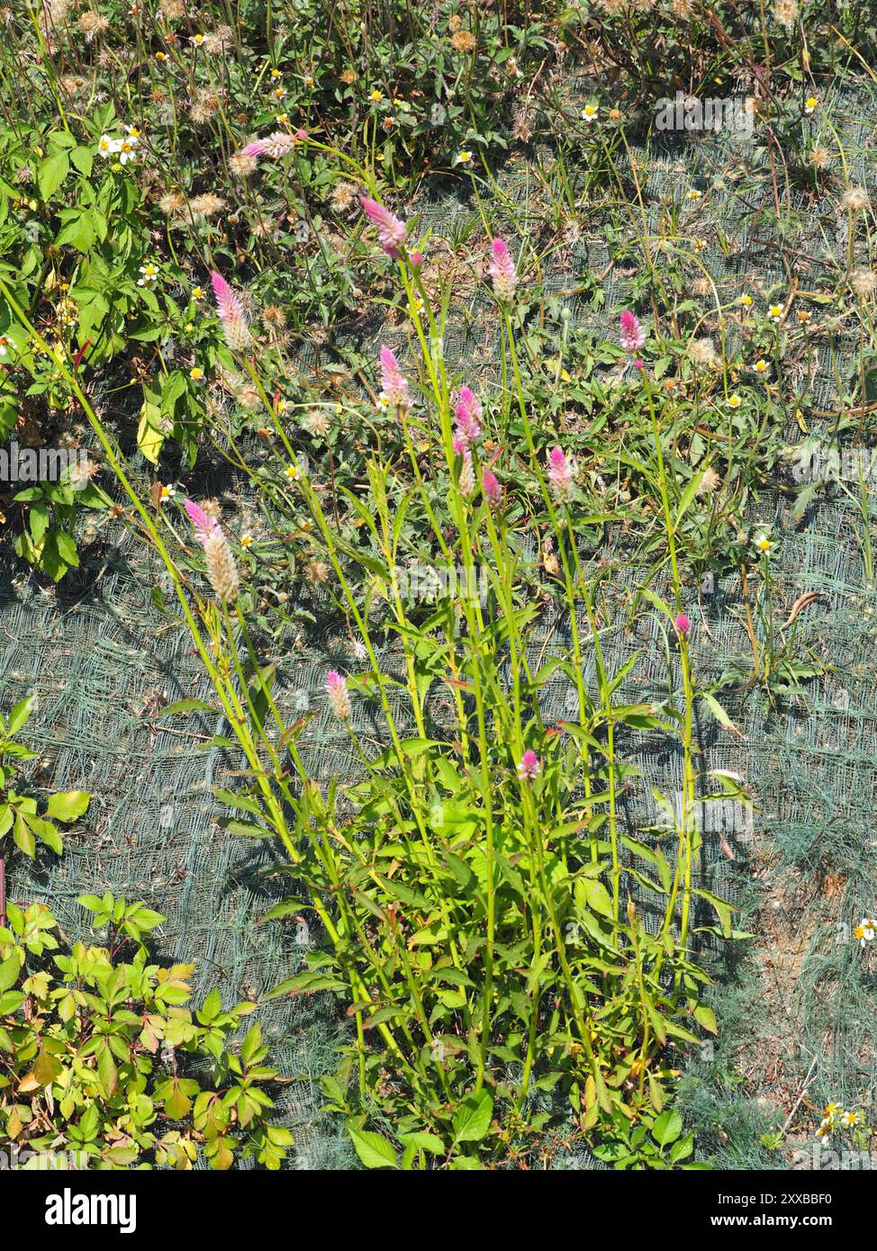 Quail Grass (Celosia argentea) Plantae Stock Photo - Alamy