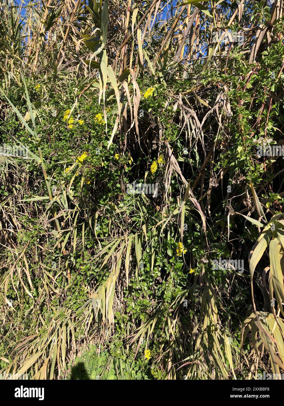 creeping groundsel (Senecio angulatus) Plantae Stock Photo - Alamy