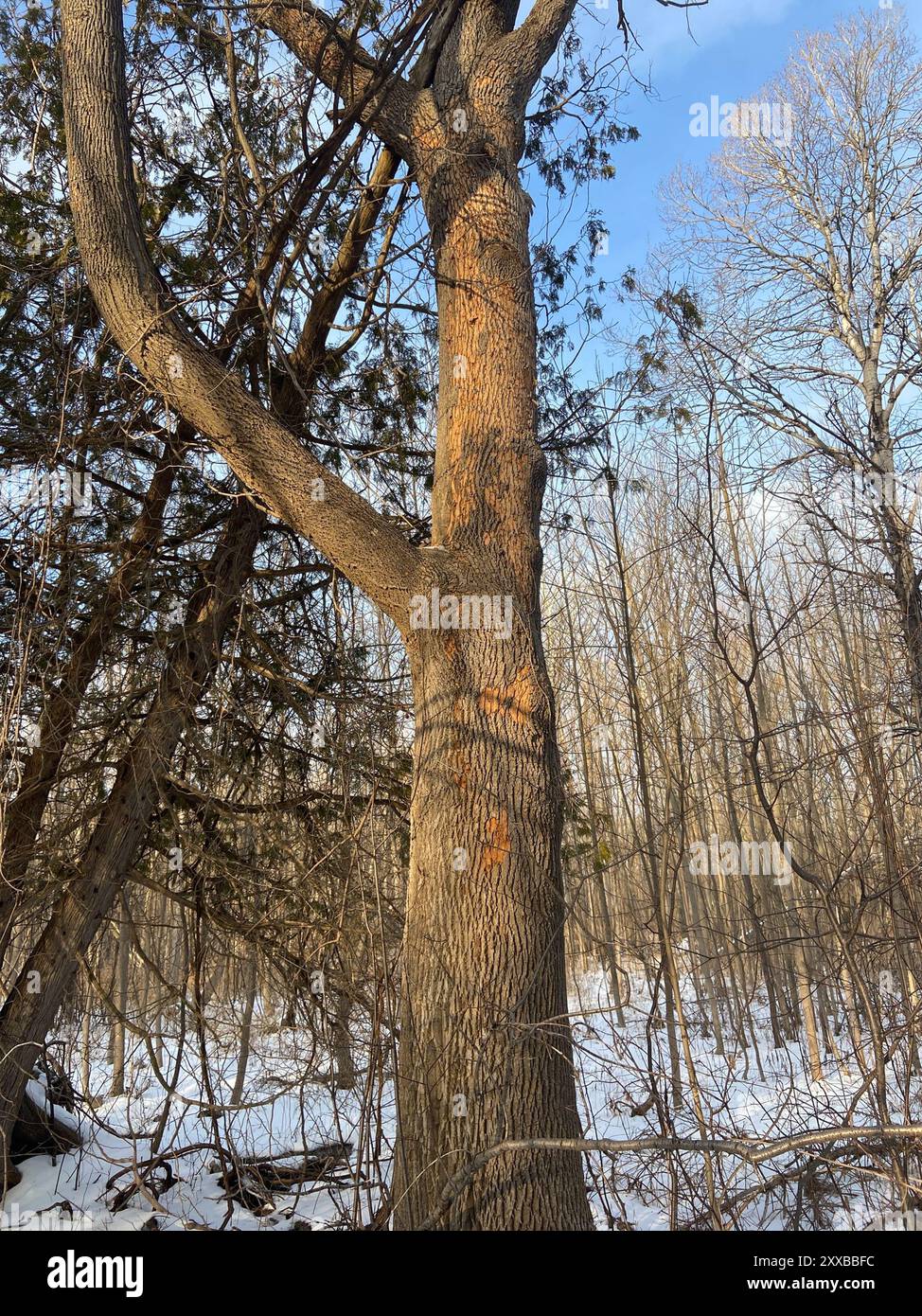 Emerald Ash Borer (Agrilus planipennis) Insecta Stock Photo - Alamy