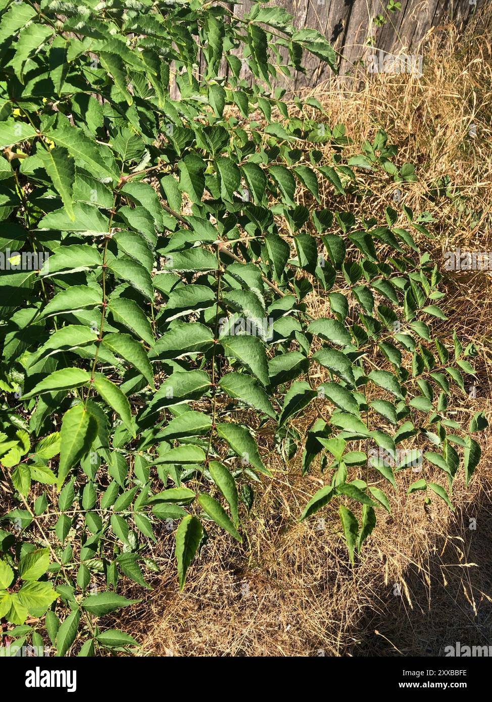 Japanese angelica tree (Aralia elata) Plantae Stock Photo - Alamy