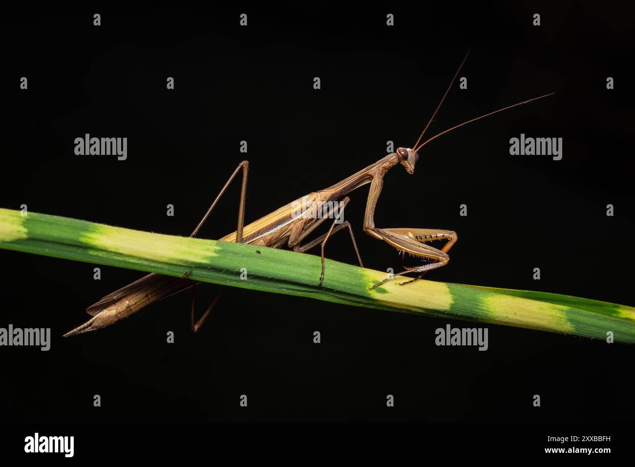 Insect posture hi-res stock photography and images - Alamy