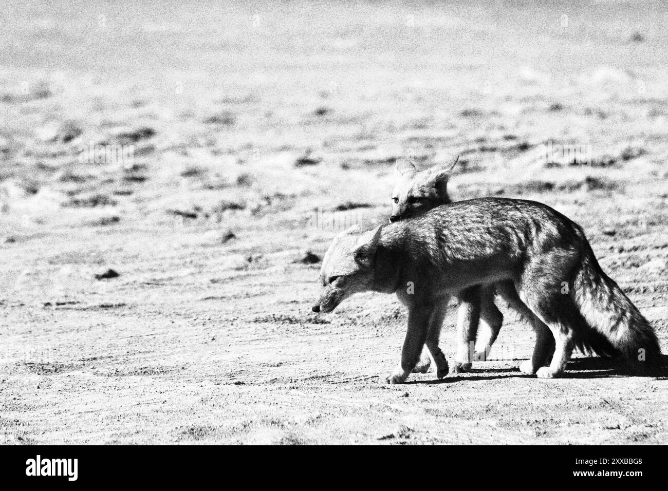 Foxes in Atacama Stock Photo - Alamy