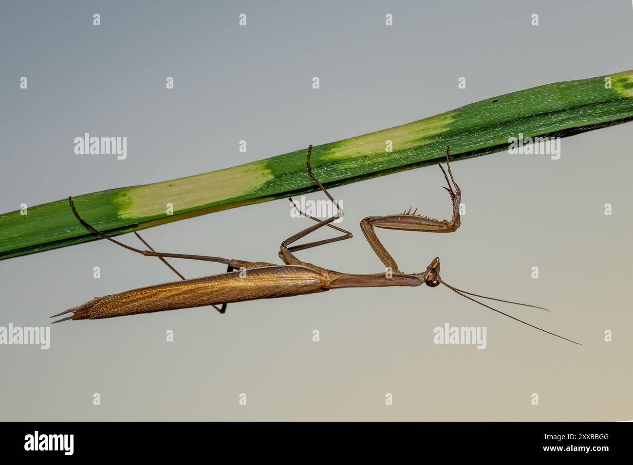 Religious Mantis - Mantis religiosa, popular unique large insect from ...