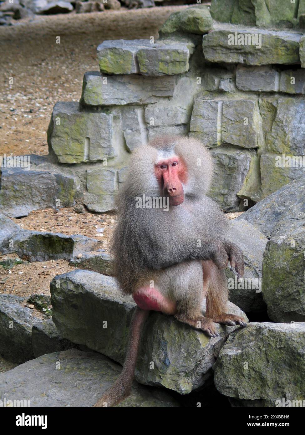 Male Baboon monkey sitting on a stone wall in the park Stock Photo - Alamy