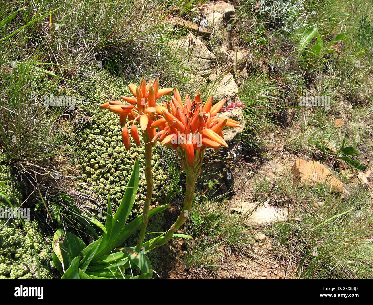 Ecklon's aloe (Aloe ecklonis) Plantae Stock Photo - Alamy