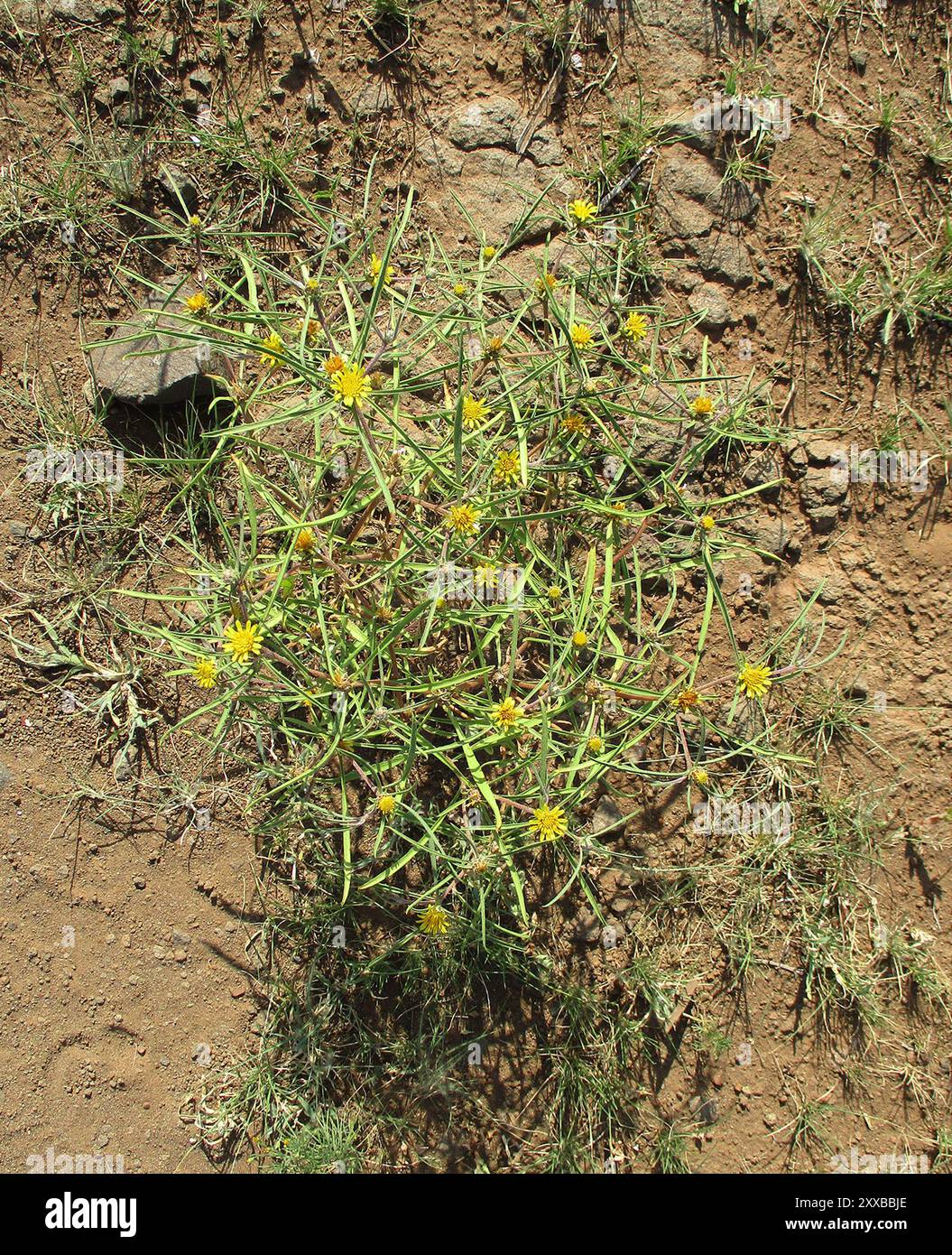 Vomitdaisies (Geigeria) Plantae Stock Photo - Alamy