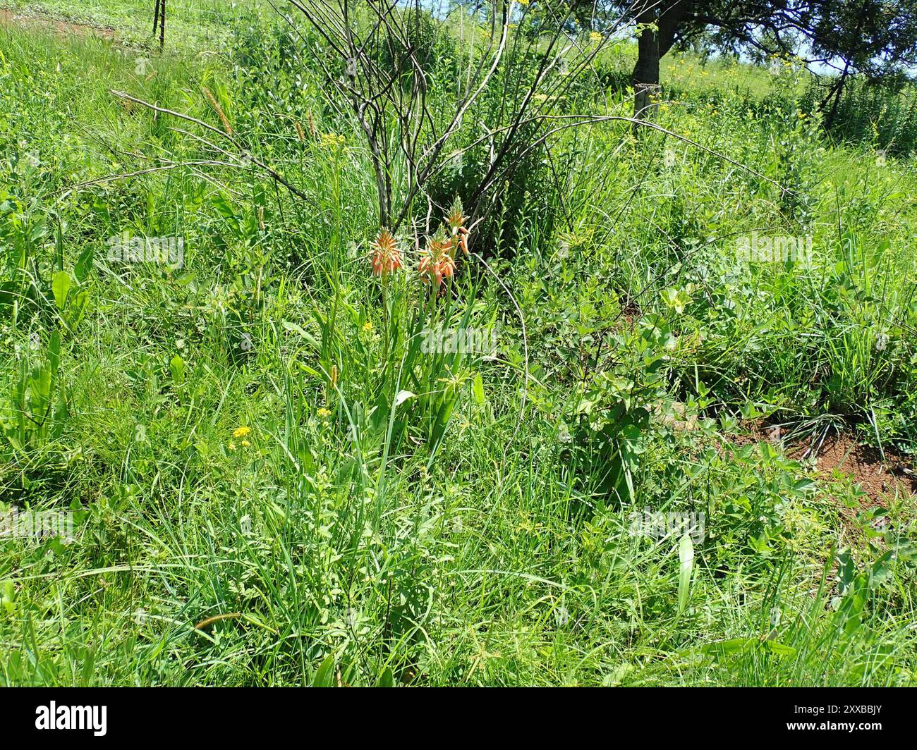 Cooper's aloe (Aloe cooperi) Plantae Stock Photo - Alamy