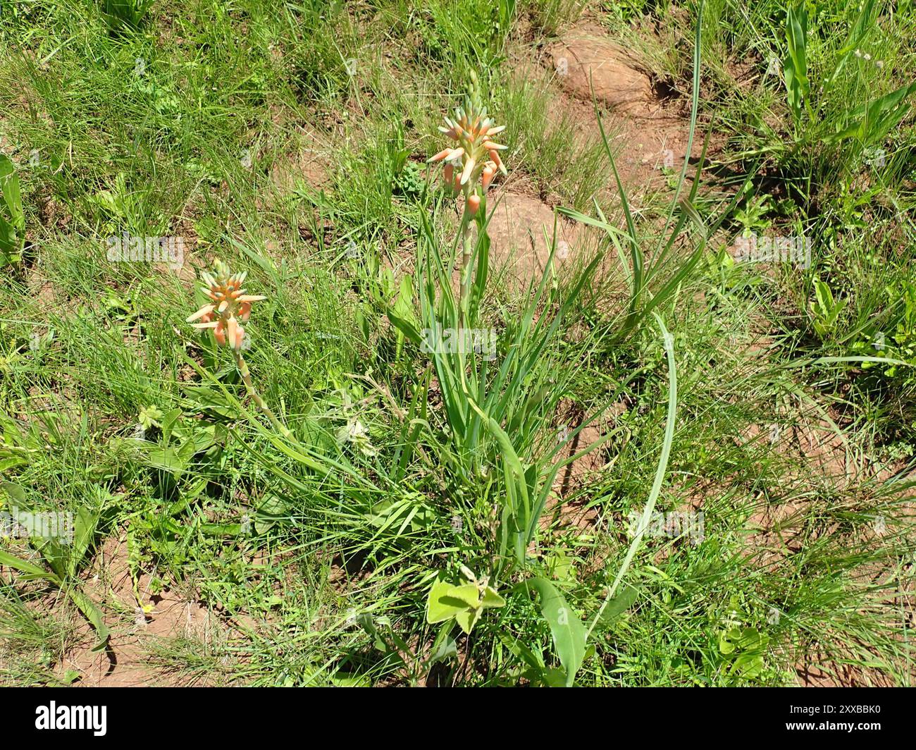 Cooper's aloe (Aloe cooperi) Plantae Stock Photo - Alamy