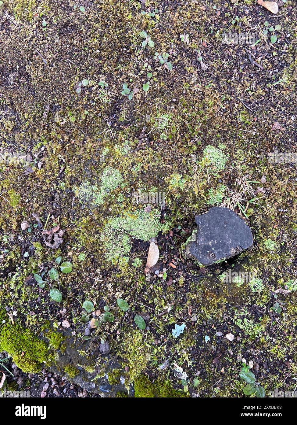 Trumpet Lichen (Cladonia fimbriata) Fungi Stock Photo - Alamy