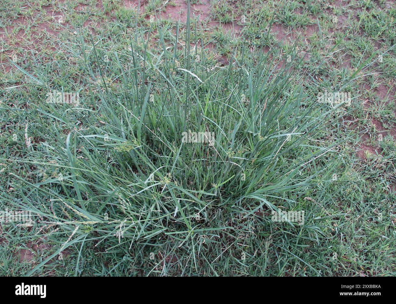 Umbrella Papyrus (Cyperus alternifolius) Plantae Stock Photo - Alamy