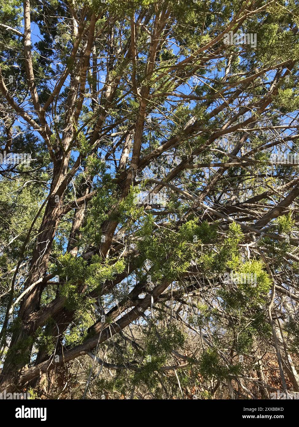 Ashe juniper (Juniperus ashei) Plantae Stock Photo - Alamy