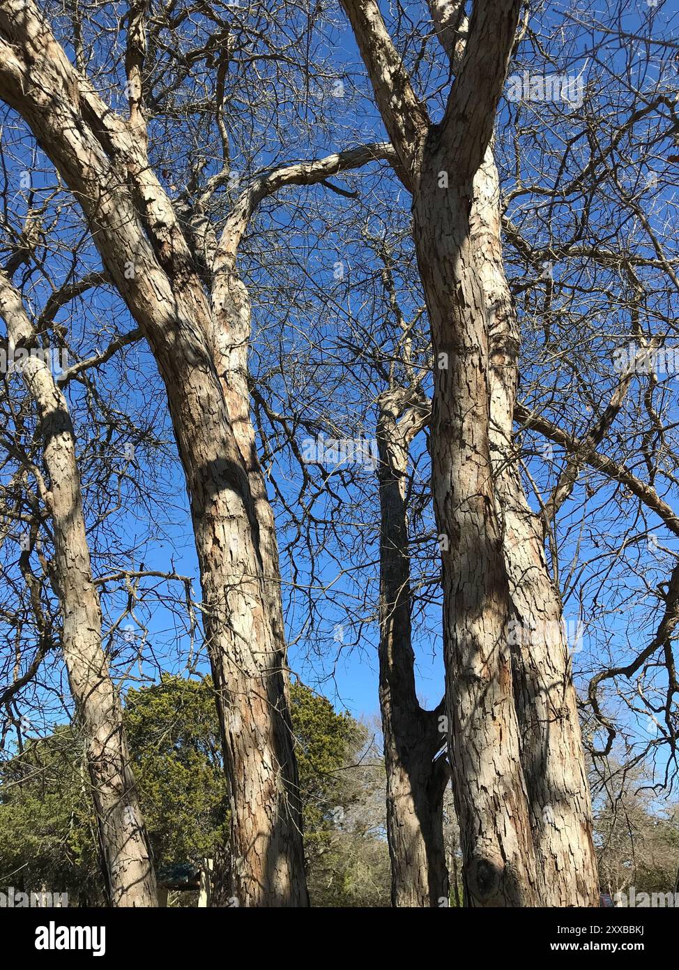 bastard oak (Quercus sinuata) Plantae Stock Photo - Alamy