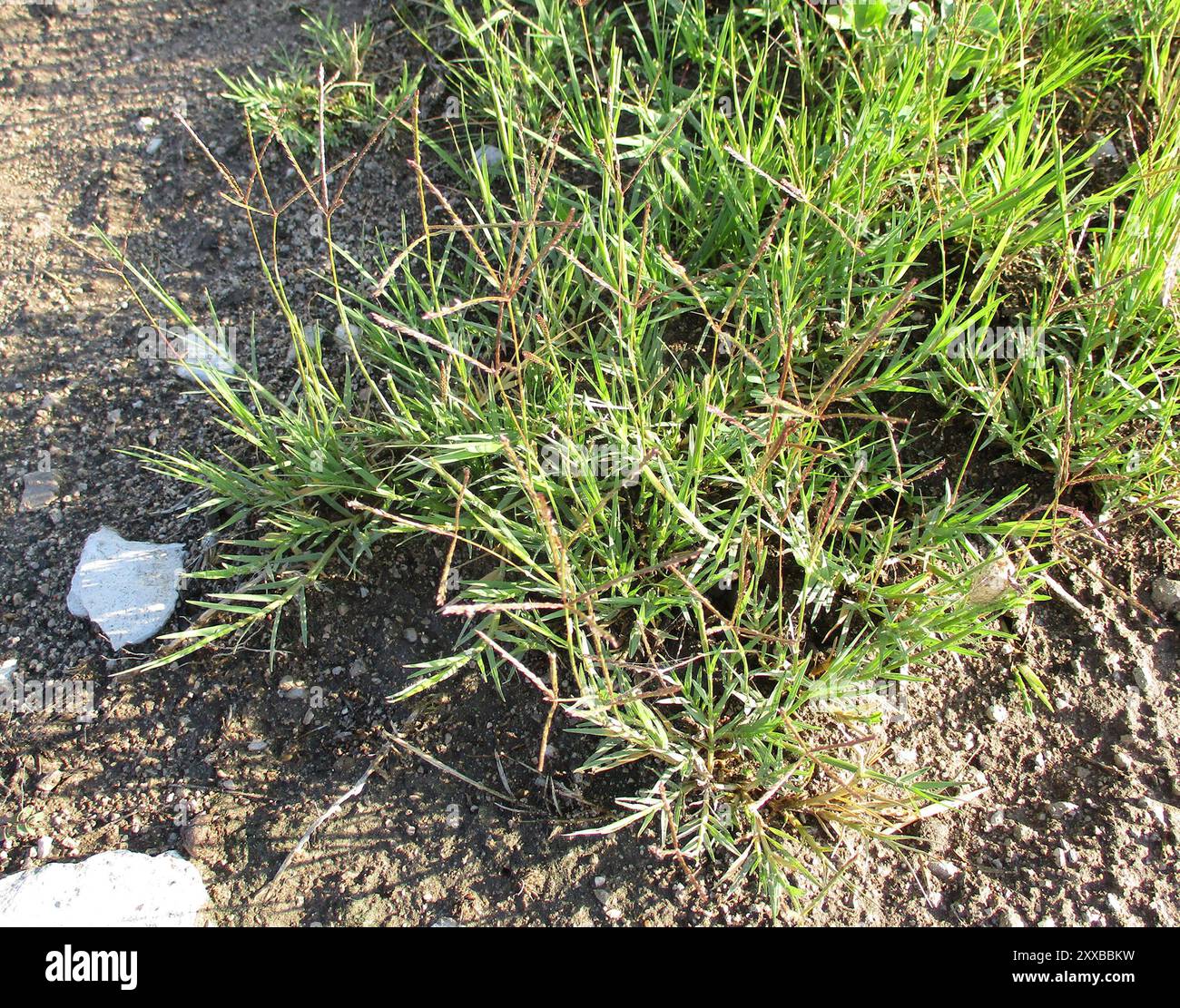 grasses (Poaceae) Plantae Stock Photo - Alamy