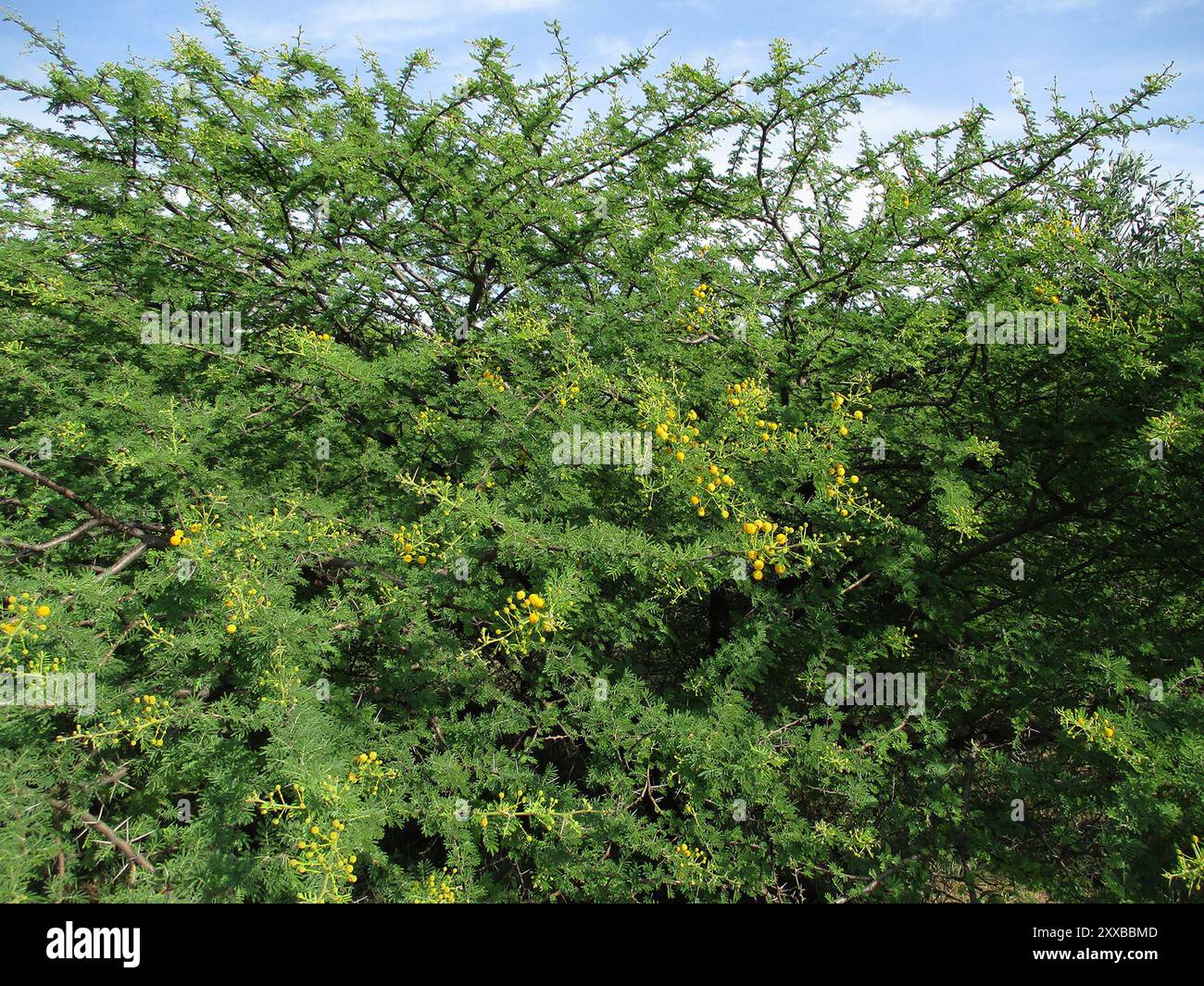 Sweet-scented Pod (Vachellia nilotica kraussiana) Plantae Stock Photo ...