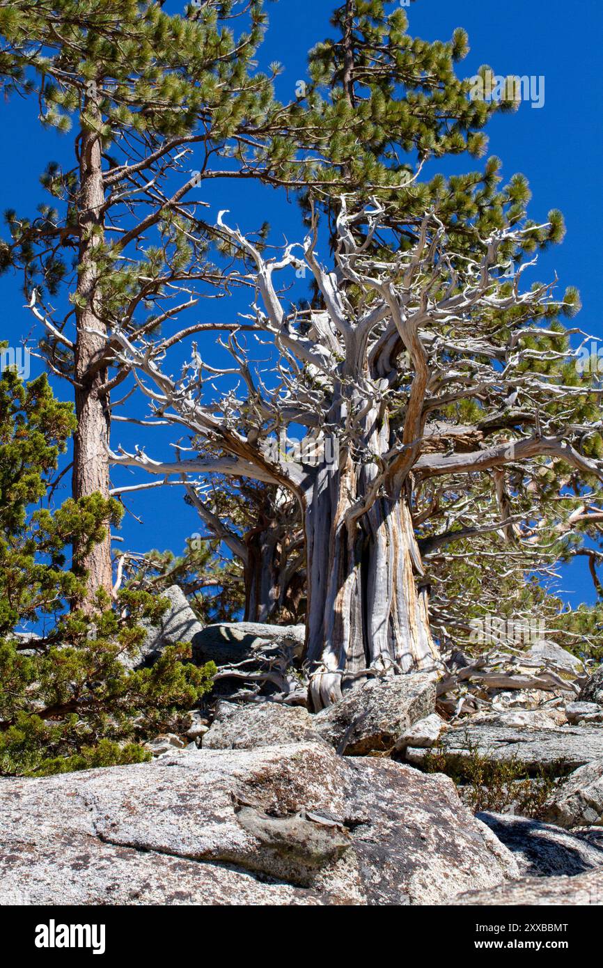 Sierra juniper (Juniperus grandis) Plantae Stock Photo - Alamy