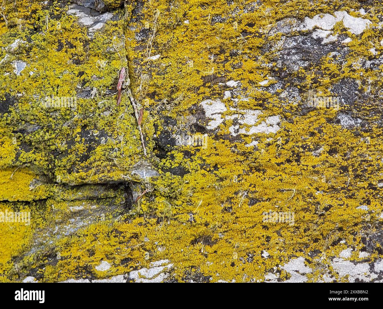 Common Goldspeck (Candelariella vitellina) Fungi Stock Photo - Alamy