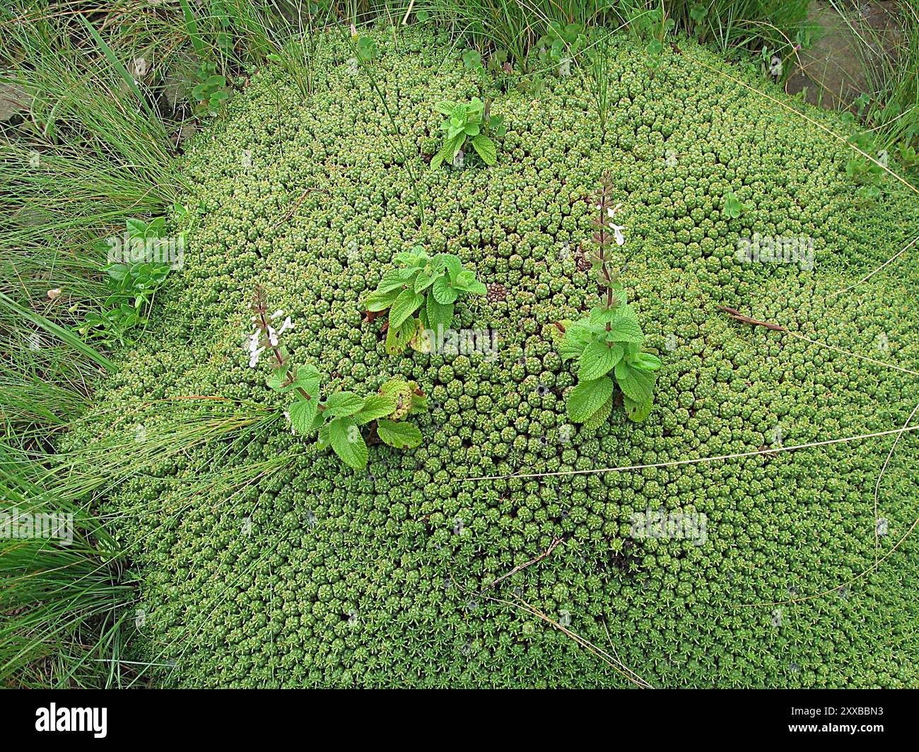 Lion Spoor (Euphorbia clavarioides) Plantae Stock Photo - Alamy