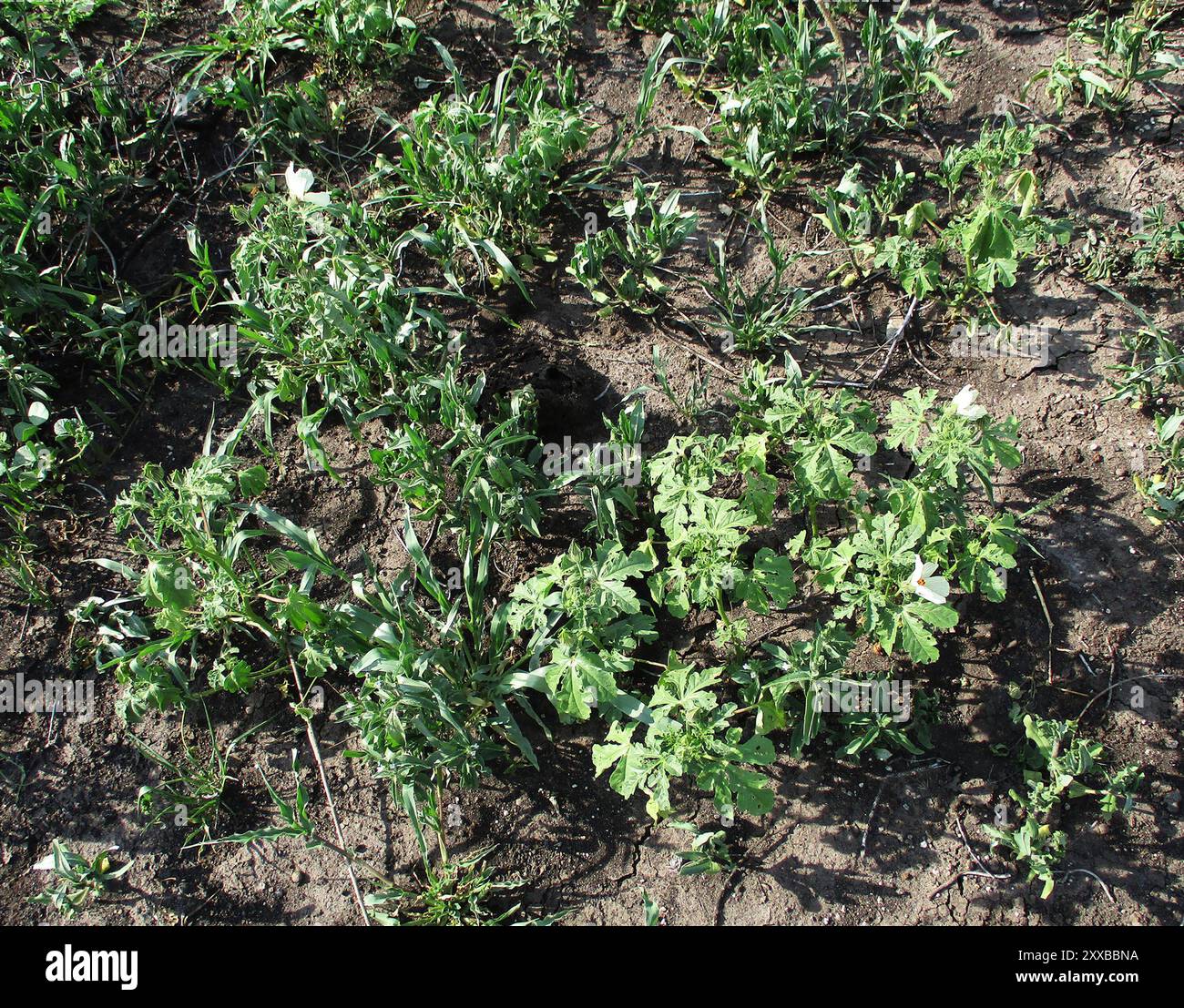 flower-of-an-hour (Hibiscus trionum) Plantae Stock Photo - Alamy