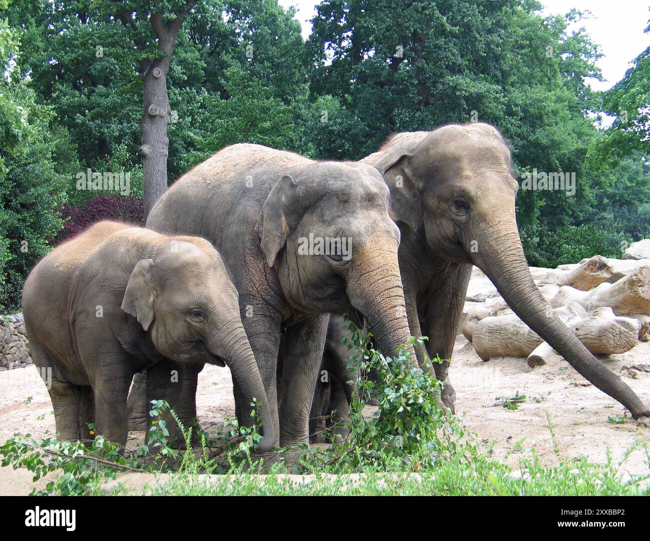 Three large elephants standing in the zoological park outdoors Stock ...
