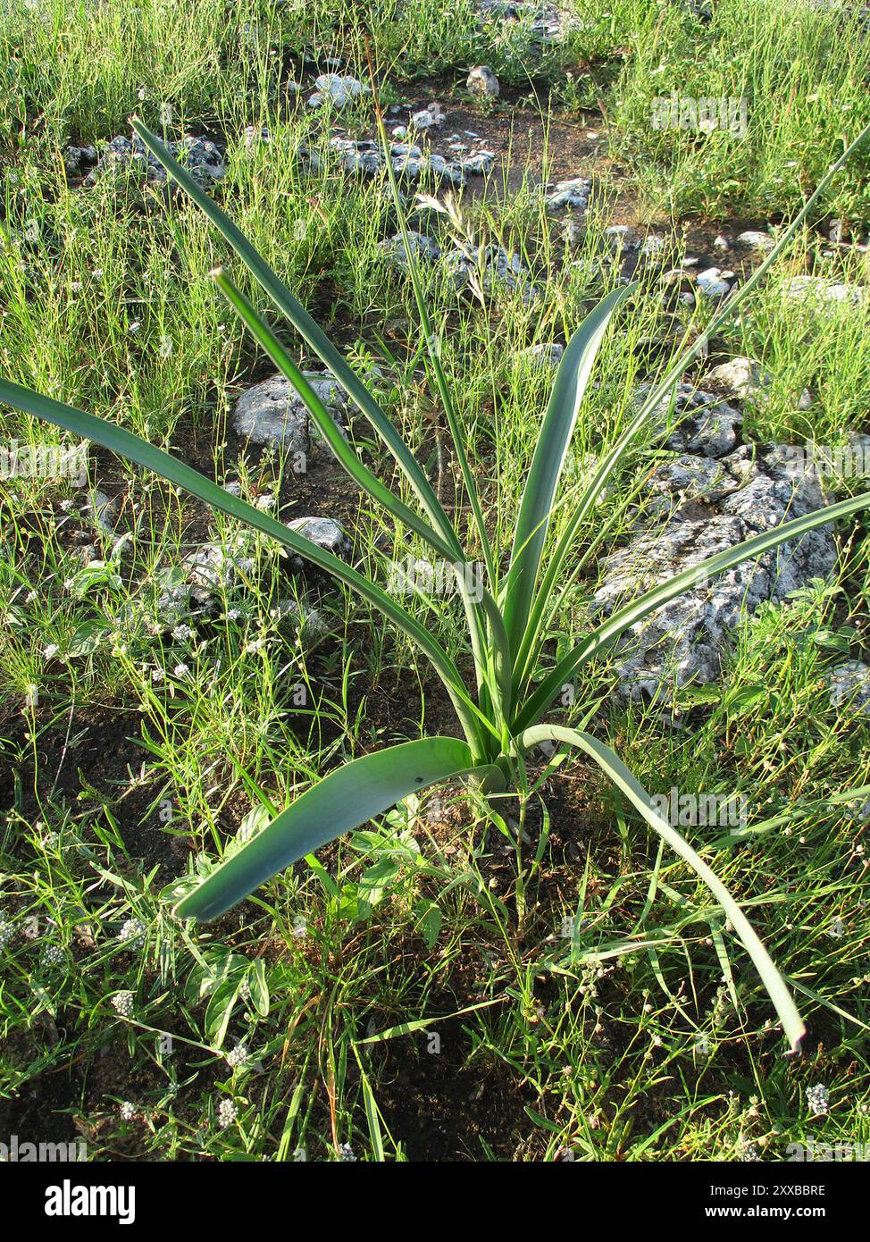 monocots (Liliopsida) Plantae Stock Photo - Alamy