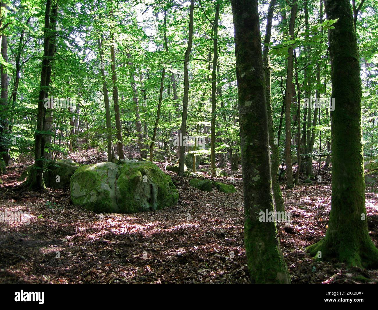 Fontainebleau Forest near Barbizon, France in summer Stock Photo - Alamy