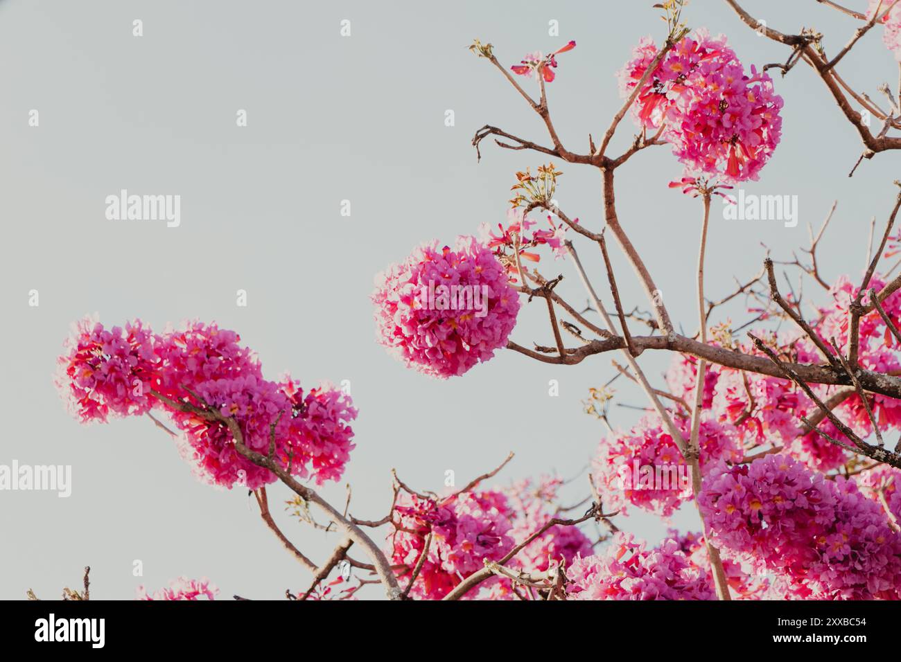 beautiful pink ipe tree in bloom Stock Photo - Alamy