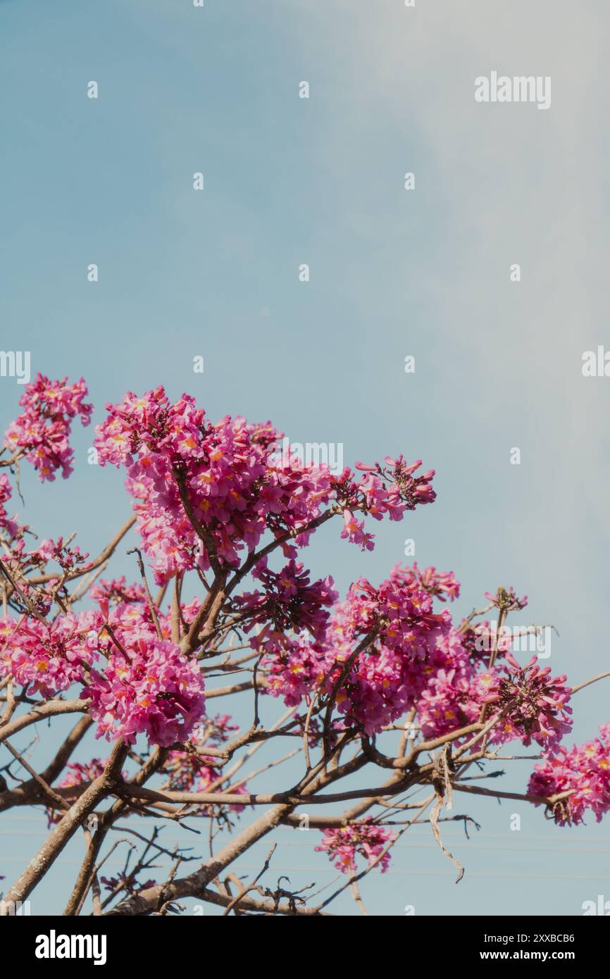 pink ipe tree in bloom Stock Photo - Alamy