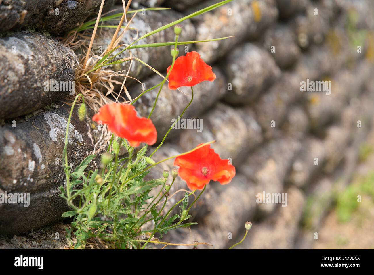 Resilient Red Flower Amidst the Trenches of Flanders Fields 3 Stock ...
